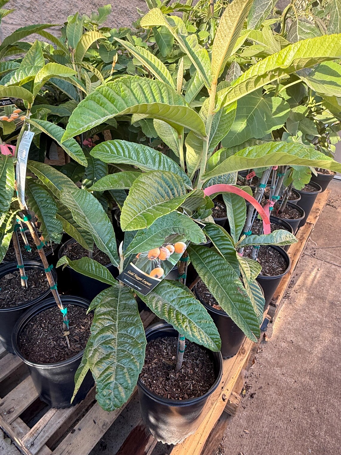 Loquat 'japanese Plum' (gold Nugget) Tree 3ft to 4ft Tree. - Etsy