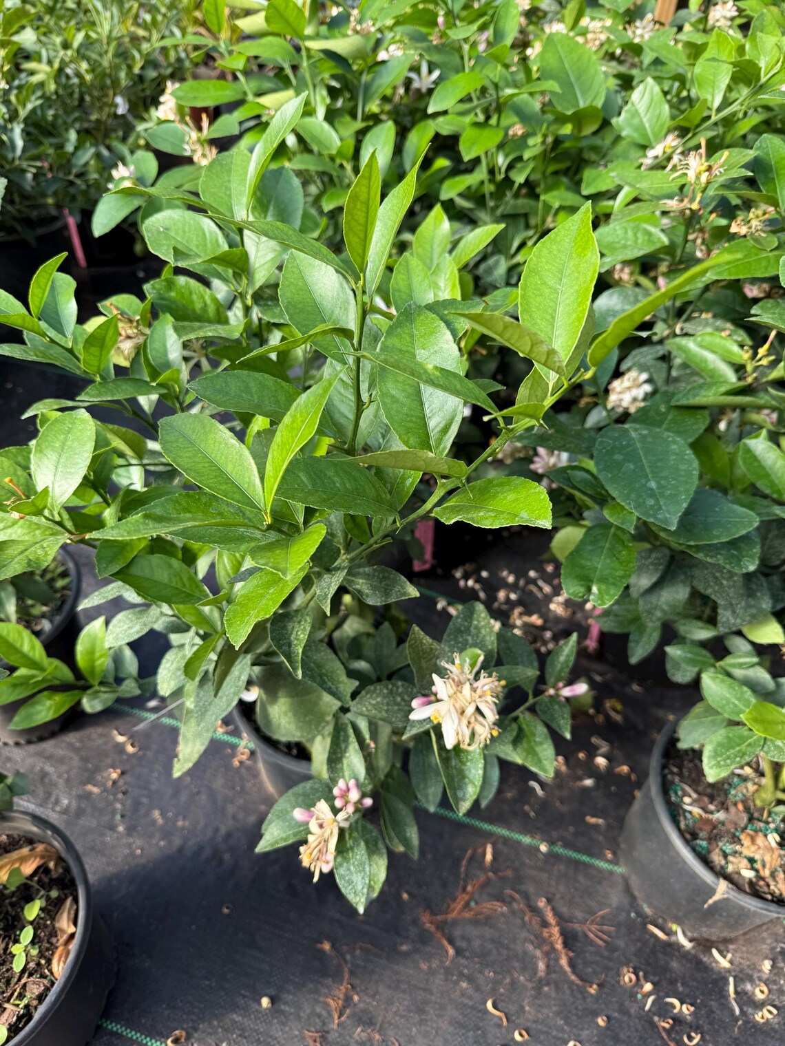 Dwarf KEY LIME Tree With Fruit and Flowers One Gallon Pot. No Shipping ...