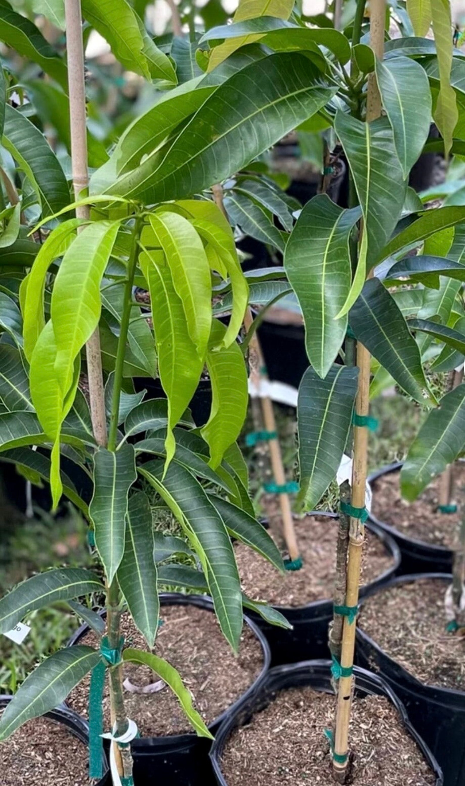 Valencia Pride Mango Tree (grafted) -3ft Tall . Big & Sweet Fruit. No ...