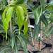 Valencia Pride Mango Tree (grafted) -3ft Tall . Big & Sweet Fruit. No ...