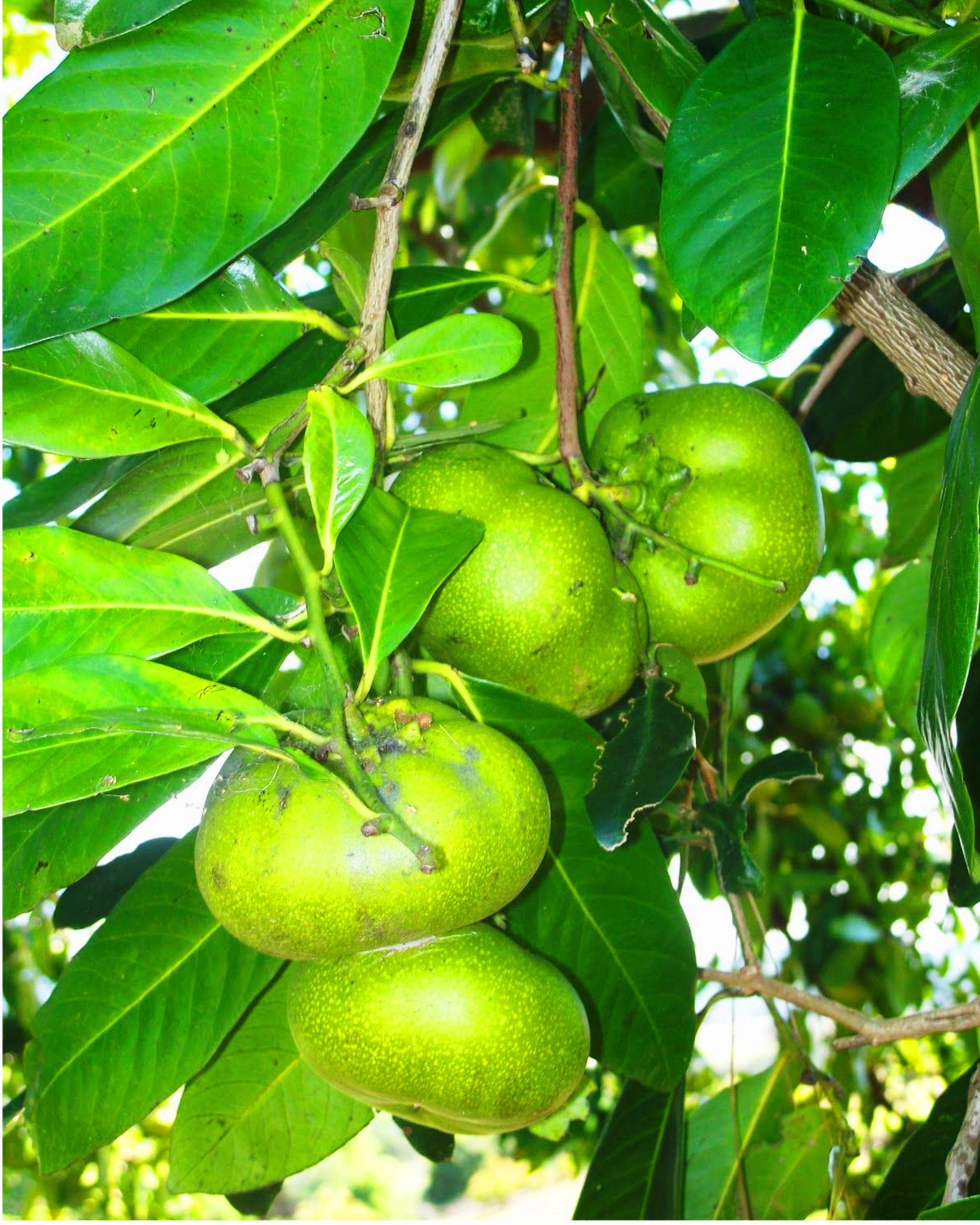 Matt Snow Black Sapote Almost 3ft Air-layered Tree. No Ship to CA. - Etsy
