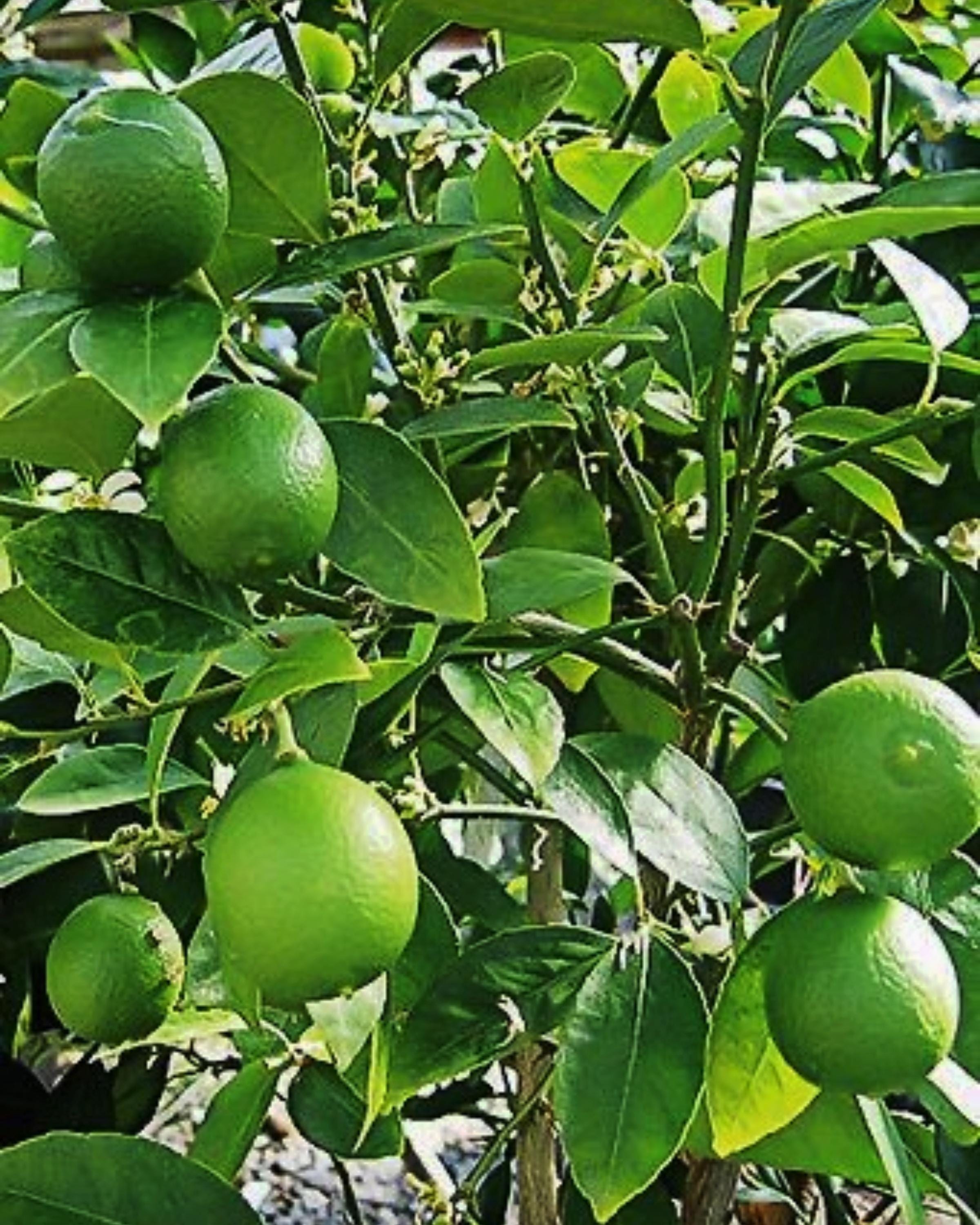 Dwarf KEY LIME Tree With Fruit and Flowers One Gallon Pot. No Shipping ...