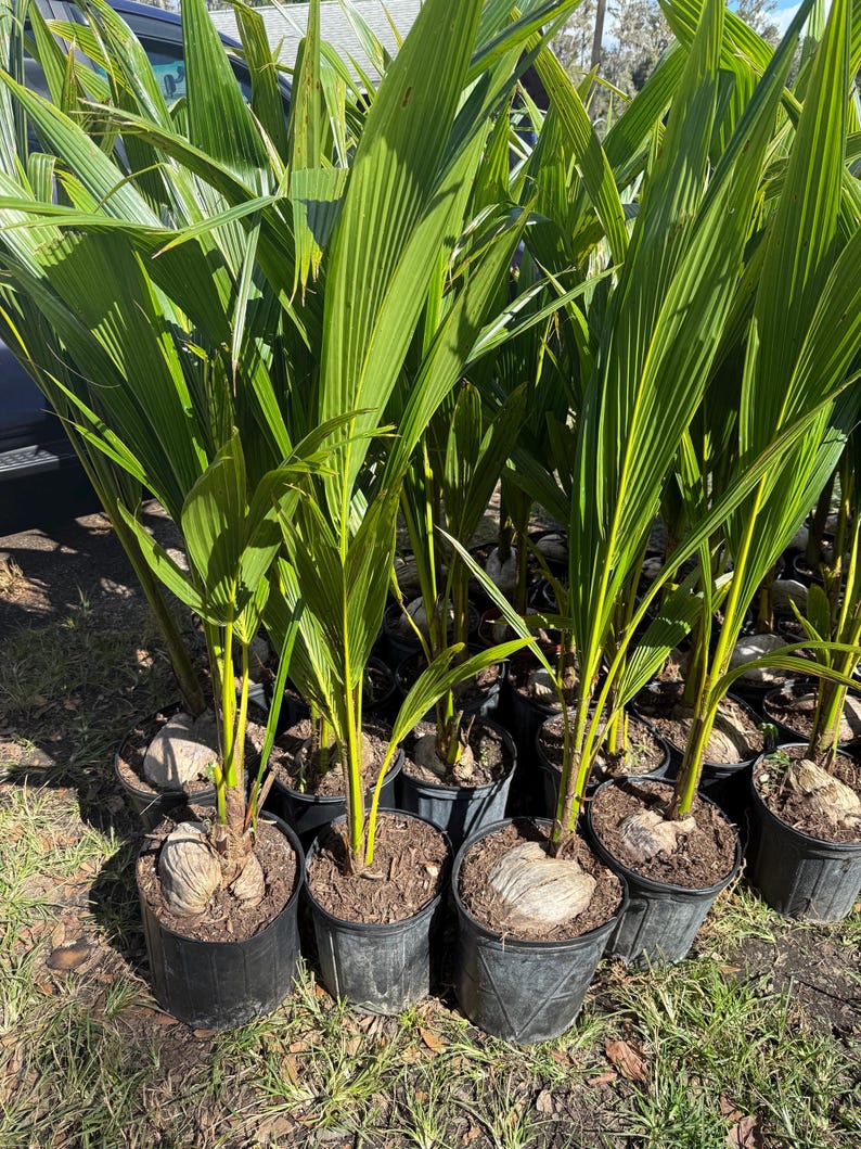 Dwarf Coconut Tree (malayan Dwarf) 3ft & Up. No Shipping is CA - Etsy