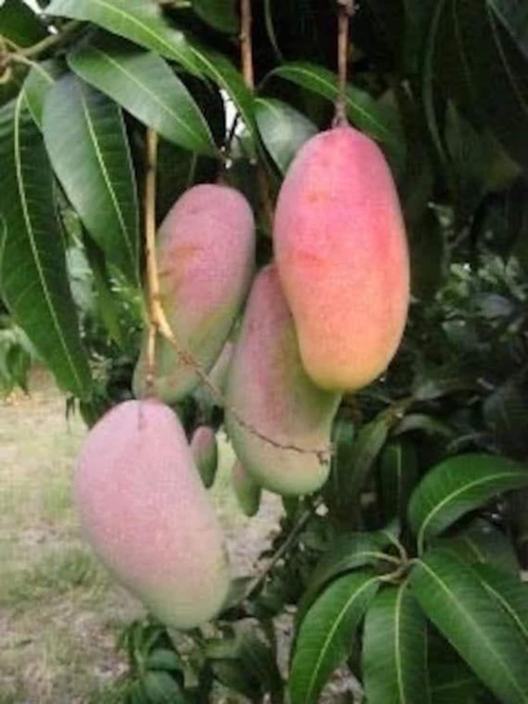 Valencia Pride Mango Tree (grafted) -3ft Tall . Big & Sweet Fruit. No ...