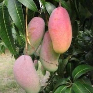 Valencia Pride Mango Tree (grafted) -3ft Tall . Big & Sweet Fruit. No ...