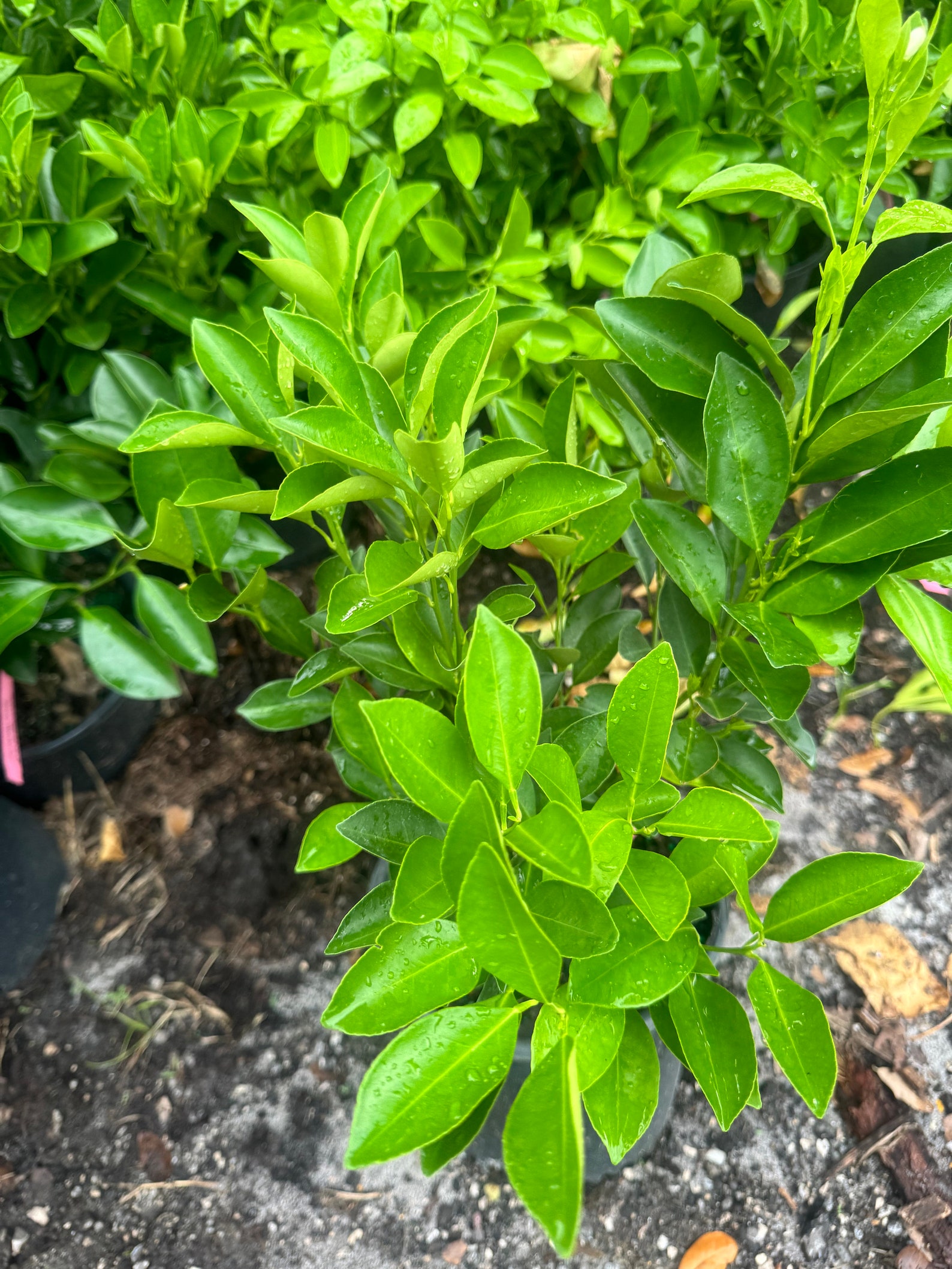 Dwarf Calamondin Sour Orange Tree With Fruit and Flowers 2ft & Up. No ...