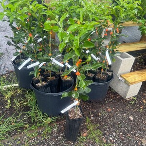 Kaffir Lime Tree- Grafted Semi-dwarf 2ft to 3ft Tall. No Shipping Ca ...