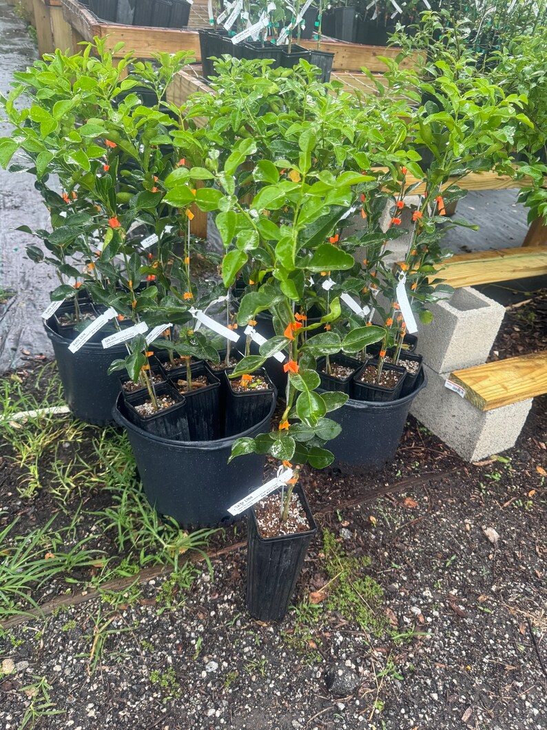 Kaffir Lime Tree- Grafted Semi-dwarf 2ft to 3ft Tall. No Shipping Ca ...