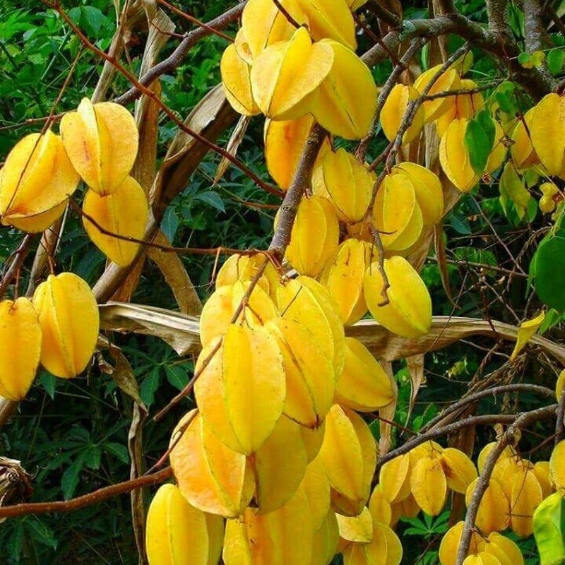 Star Fruit Plant - Etsy