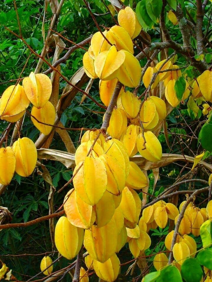 Sweet Star Fruit Tree (averrhoa Carambola) With Flowers - 3ft and Up, 3 ...