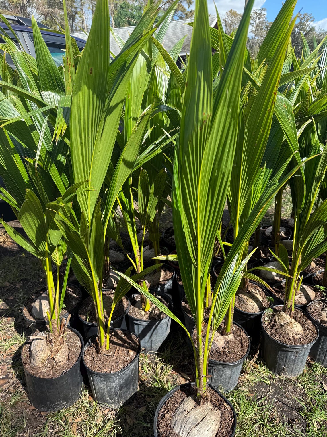 Dwarf Coconut Tree (malayan Dwarf) 3ft & Up. No Shipping is CA - Etsy