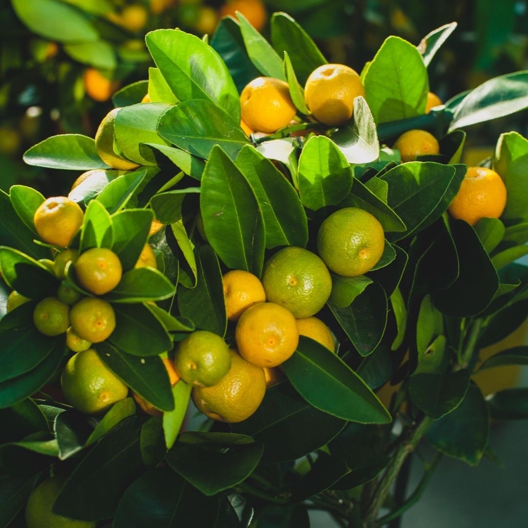 Dwarf Calamondin Sour Orange Tree With Fruit and Flowers 2ft & Up. No ...