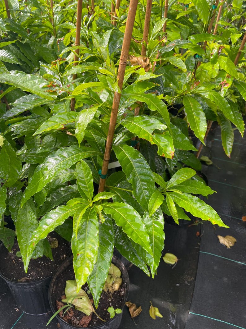 Brazilian Peaberry Moka Arabica Coffee Tree Almost 3ft Tree. No Ship to ...