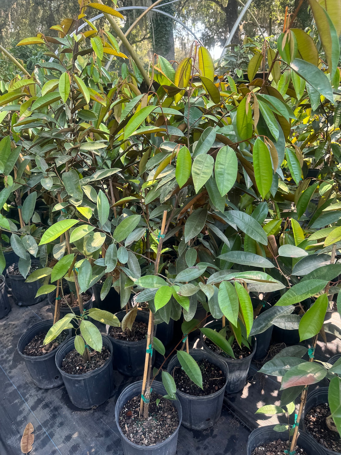 Purple Star Apple (caimito) Air Layered 3-4ft Tall Tree. No Shipping Ca ...