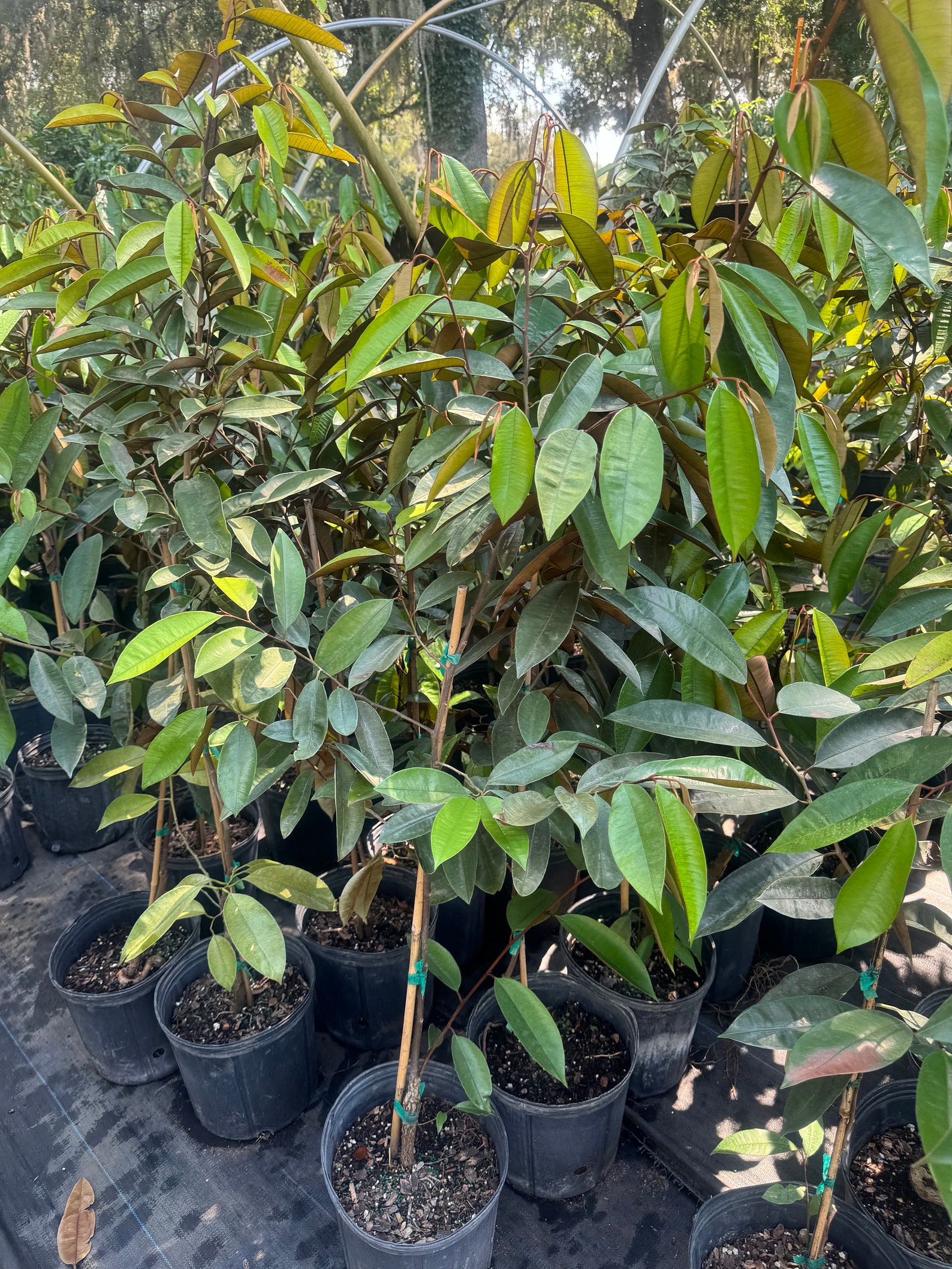 Purple Star Apple (caimito) Air Layered 3-4ft Tall Tree. No Shipping CA ...