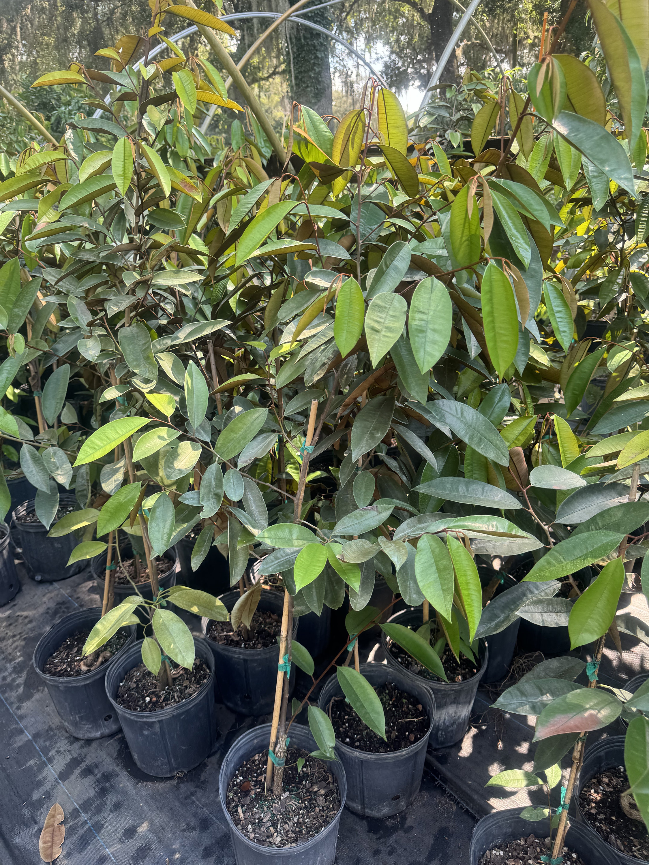 Purple Star Apple (caimito) Air Layered 3-4ft Tall Tree. No Shipping CA ...