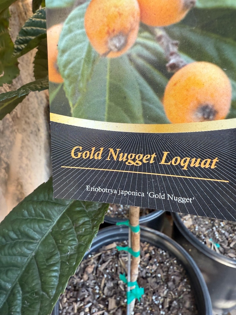 Loquat 'japanese Plum' (gold Nugget) Tree 3ft to 4ft Tree. - Etsy