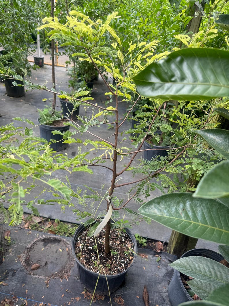 Tamarind Fruit Tree (tamarindus Indica) - 3ft in 3gl Pot - Etsy