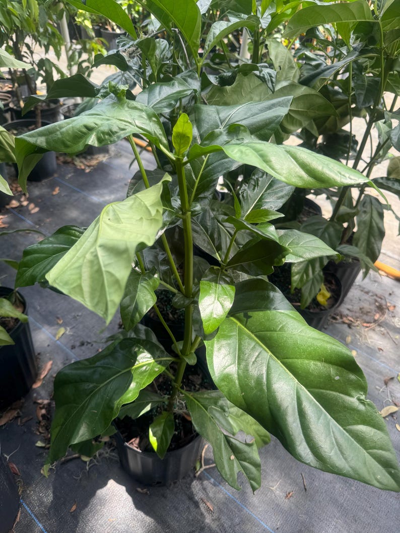 Live Noni Fruit Plant: Morinda Citrifolia Tropical Tree (3gl Pot) - Etsy