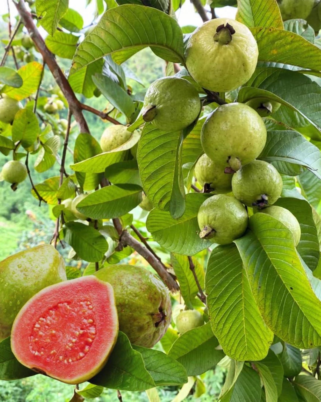 Ruby Supreme Guava Tree 3 Feet Tall Air Layered Tree . No CA Shipping ...