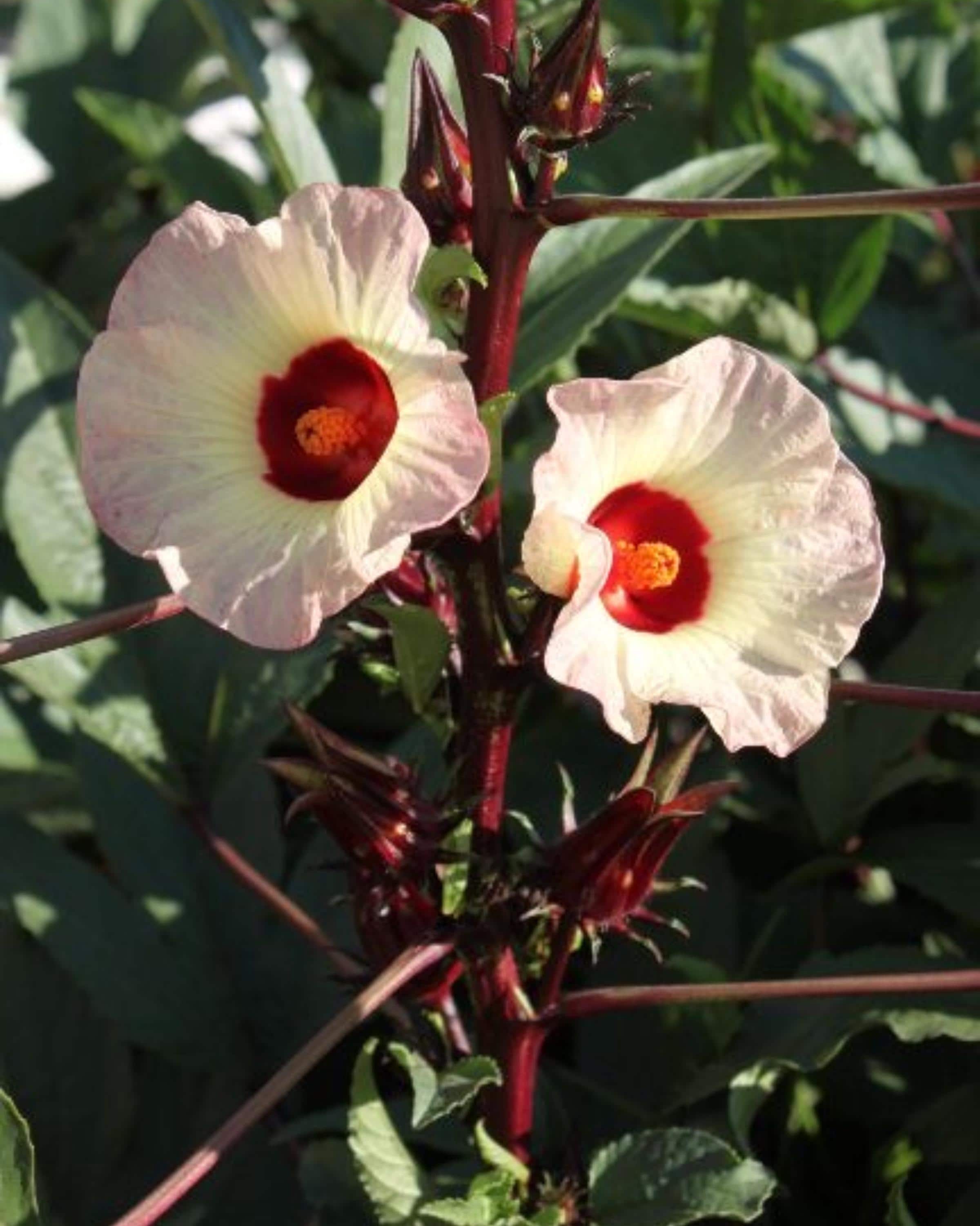 Red Roselle Seeds 30+ Seeds (hibiscus Sabdariffa) - - Etsy