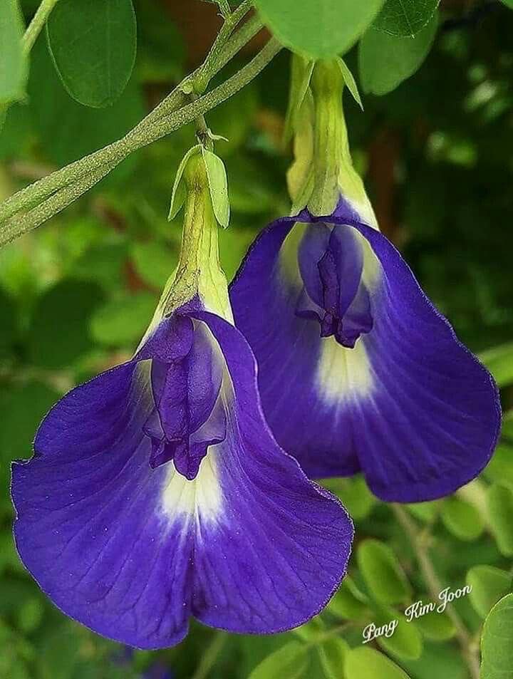 Butterfly Pea Seeds Blue Clitoria Ternatea Organic Flower 100% USA 30 ...