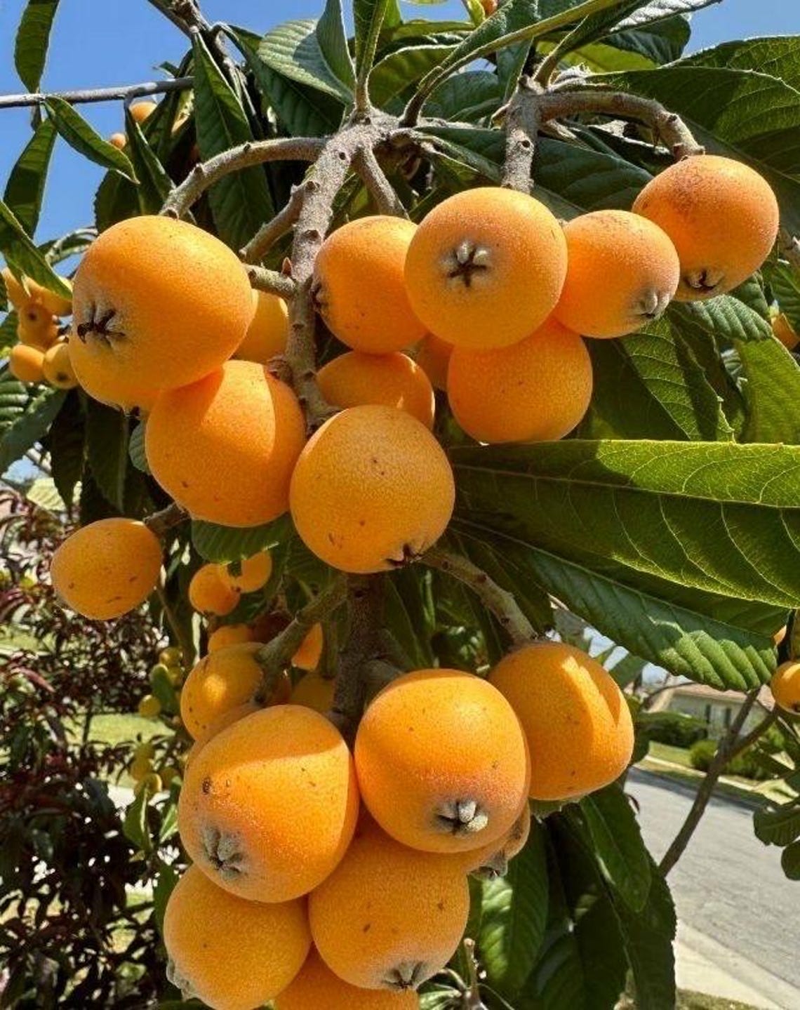 Loquat 'japanese Plum' (gold Nugget) Tree 3ft to 4ft Tree. - Etsy