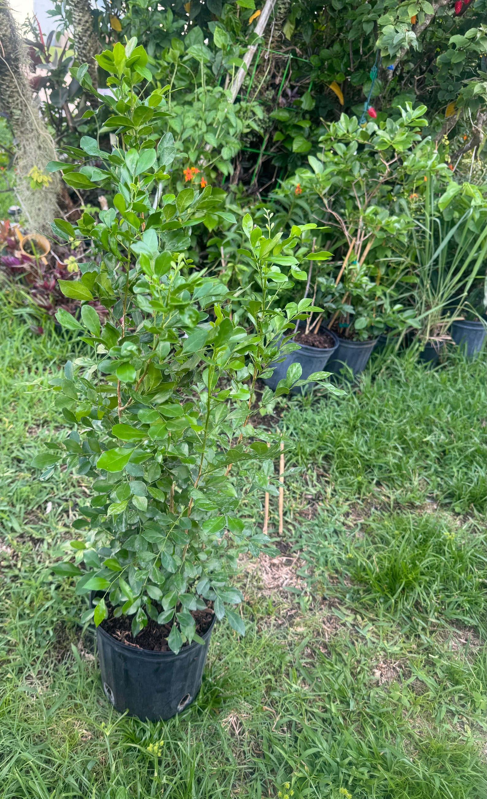 Orange Jasmine Plant 3ft to 4ft Tall With 3 Gallon Pot. No Shipping Ca ...