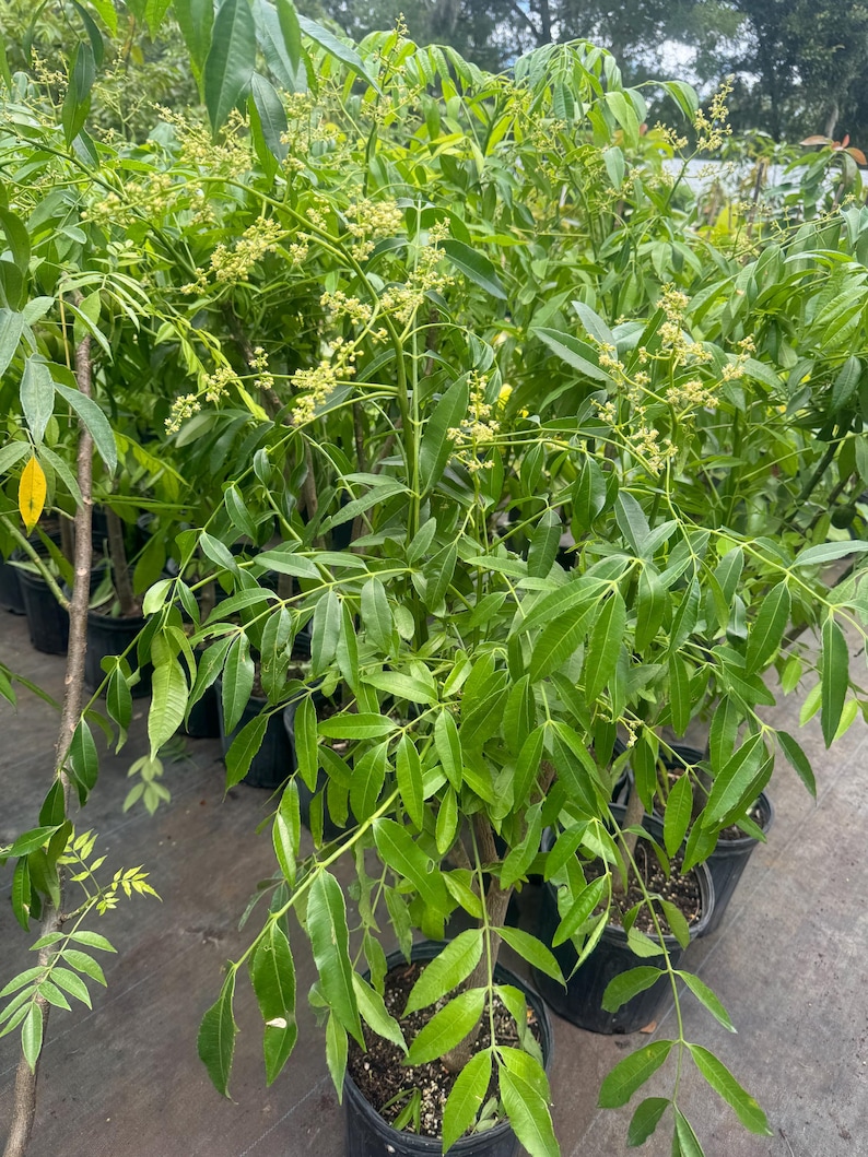 Thai Dwarf JUNE PLUM Ambarella Tree 3gal Pot With Flower Almost 3ft. No ...