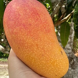 Valencia Pride Mango Tree (grafted) -3ft Tall . Big & Sweet Fruit. No ...