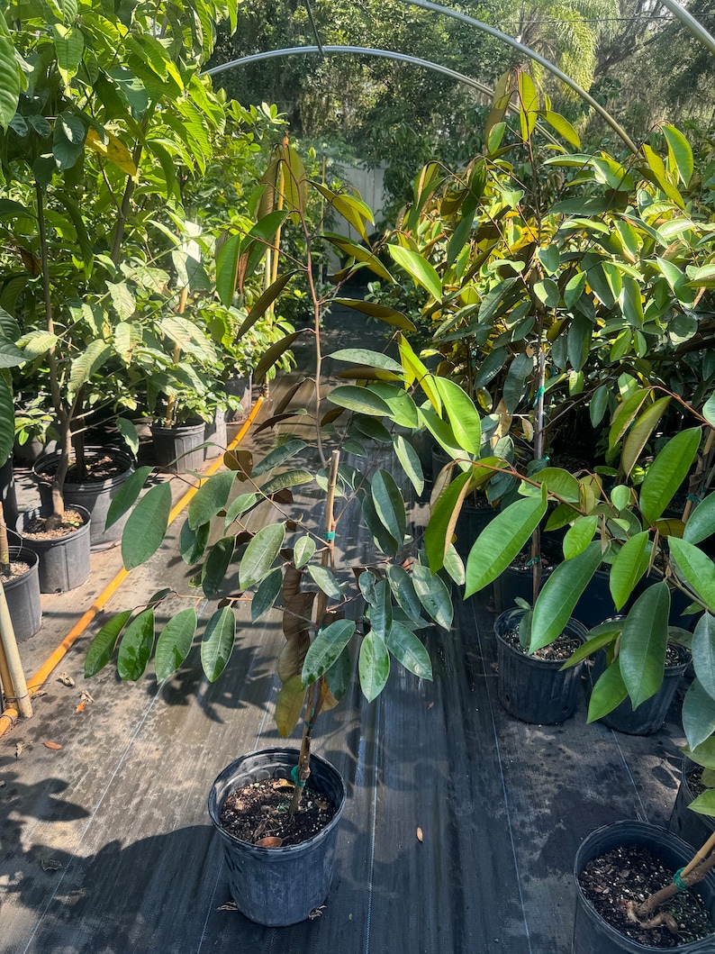 Purple Star Apple (caimito) Air Layered 3-4ft Tall Tree. No Shipping CA ...