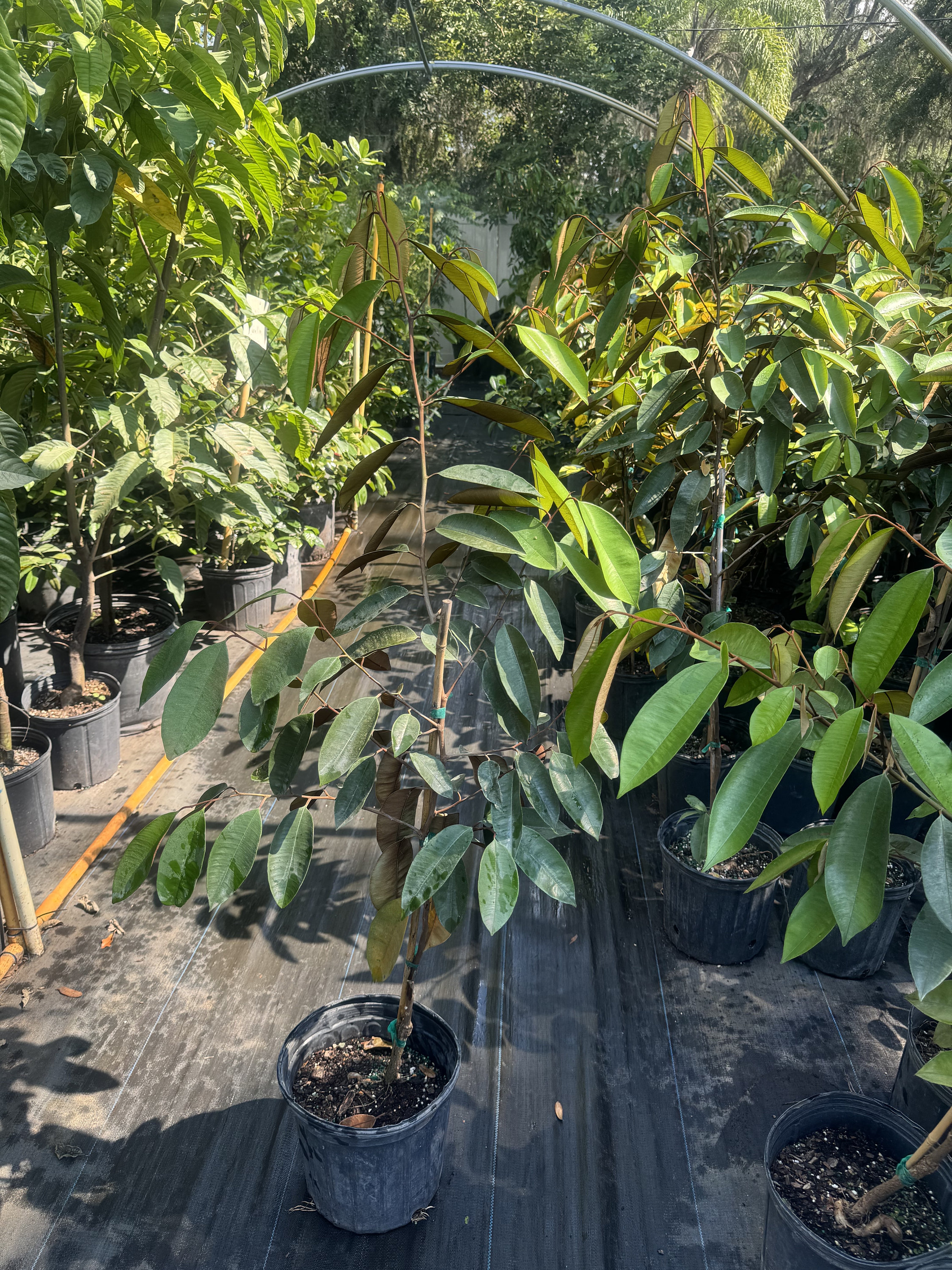 Purple Star Apple (caimito) Air Layered 3-4ft Tall Tree. No Shipping CA ...