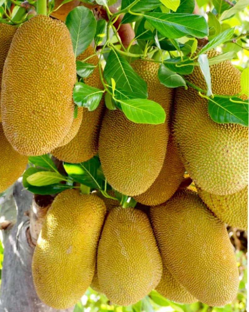 Honey Gold Jackfruit Tree 3ft Tall, Grafted Tree. No Ship to CA. - Etsy