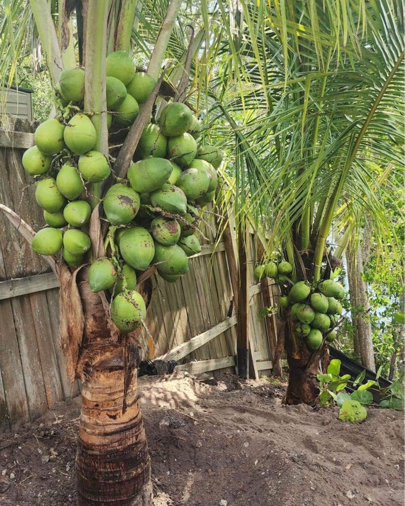 Dwarf Coconut Tree (malayan Dwarf) 3ft & Up. No Shipping is CA - Etsy