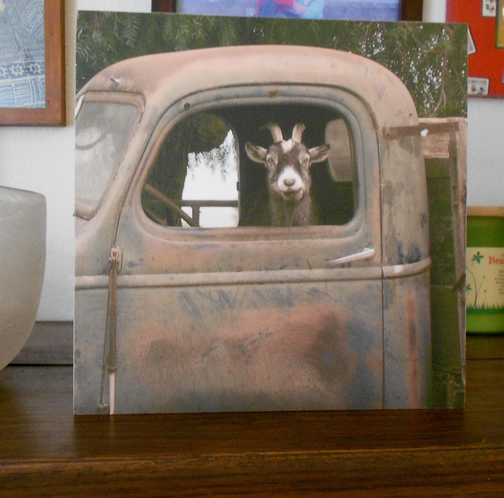 Goat Art Print,cute Goat Photo, Rustic Farmhouse Decor, Country Home ...