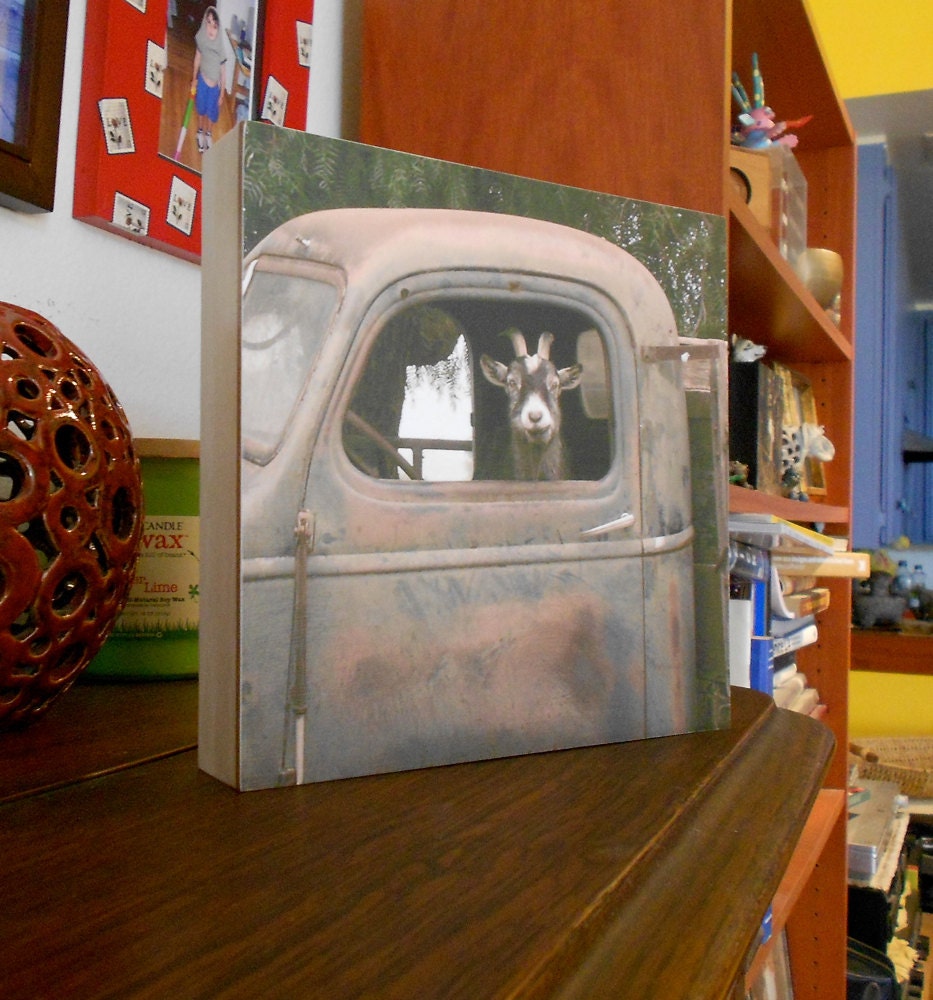 Goat Art Print,cute Goat Photo, Rustic Farmhouse Decor, Country Home ...