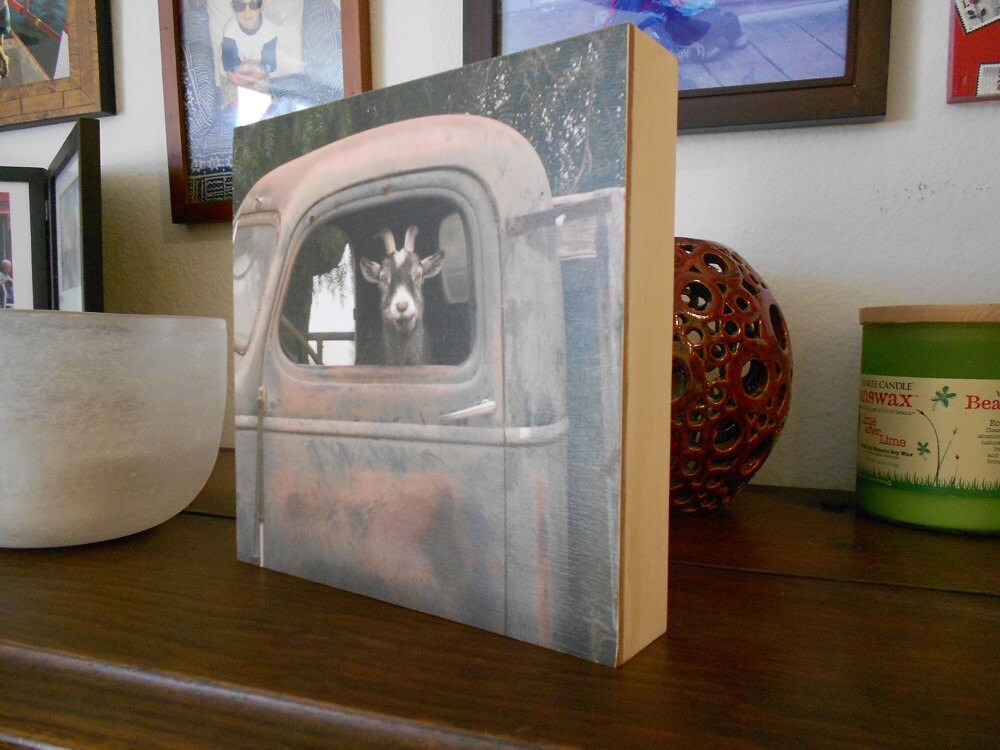 Goat Art Print,cute Goat Photo, Rustic Farmhouse Decor, Country Home ...