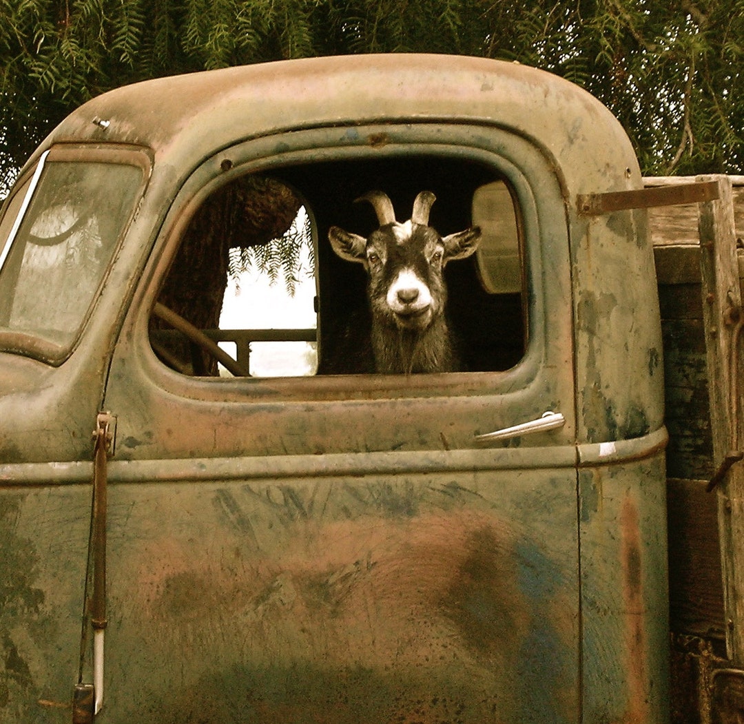 Goat Art Print, Goat in a Truck Art Print, Farmhouse Decor, Country ...