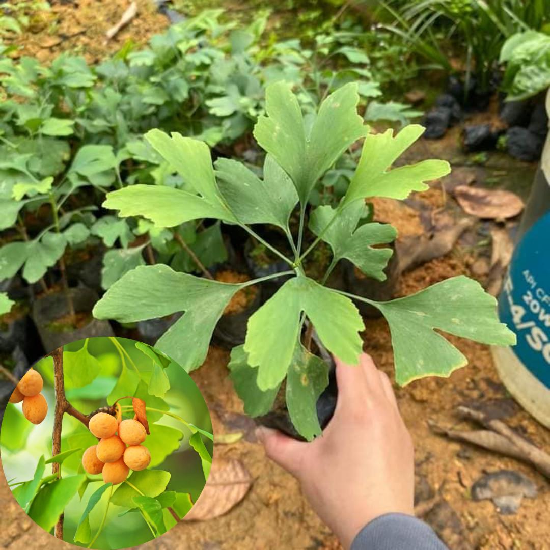 Ginkgo Biloba Tree Live Plant – 8 Inches Tall From Bottom of 4" Pot ...