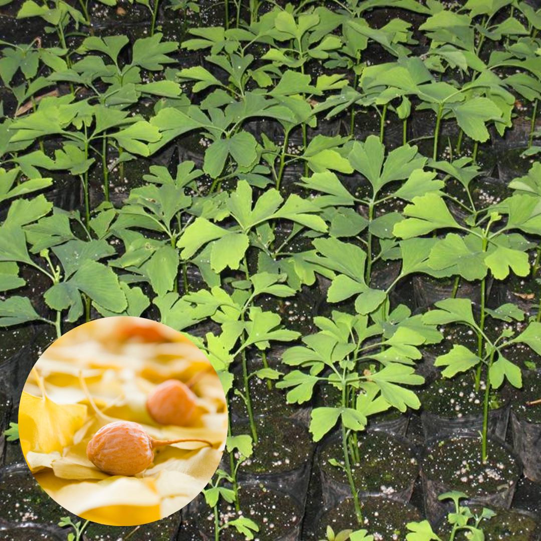 Ginkgo Biloba Tree Live Plant – 8 Inches Tall From Bottom of 4" Pot ...