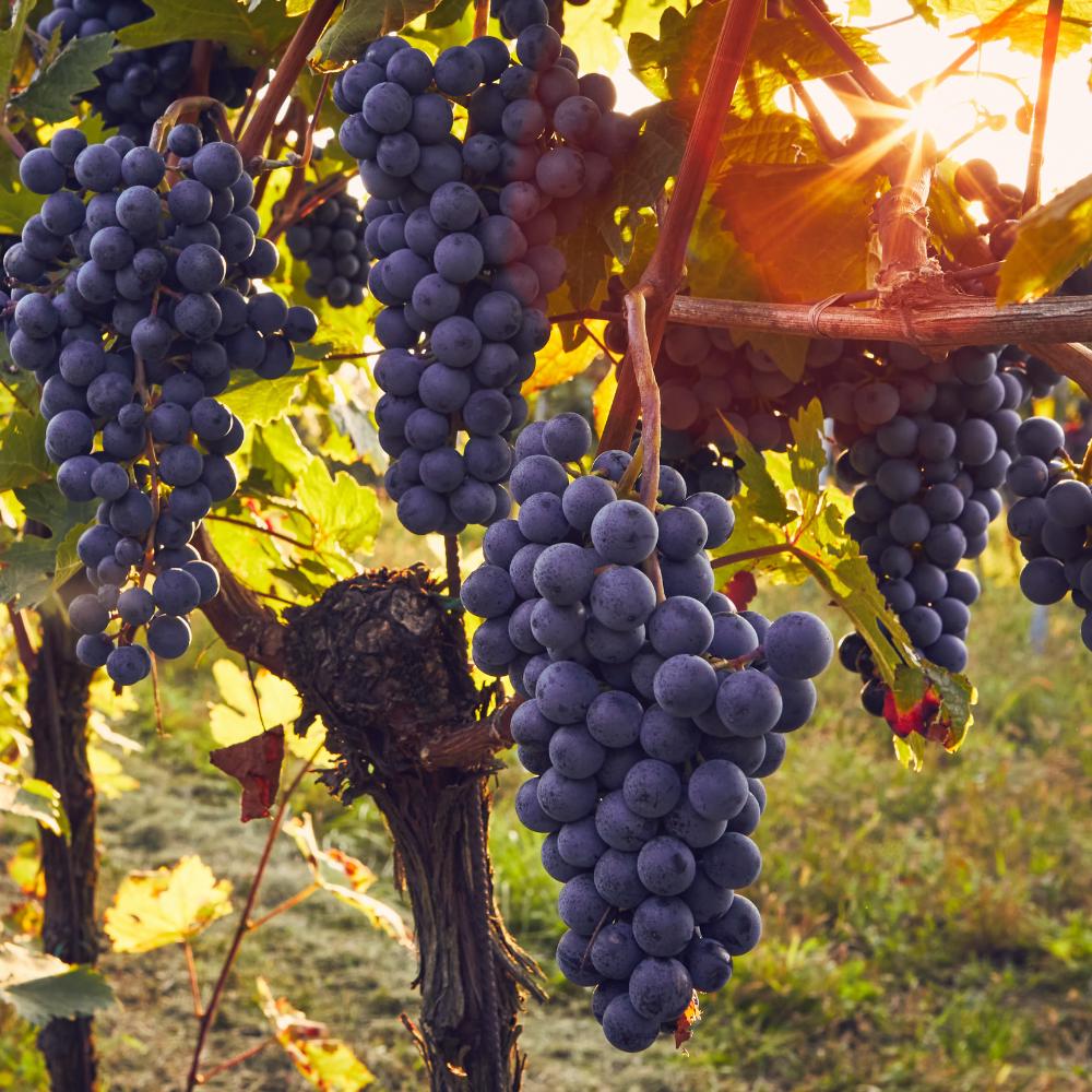 Purple Grape Vine Plant, Seedless Grape Fruit Tree Well Rooted 4 Inch ...