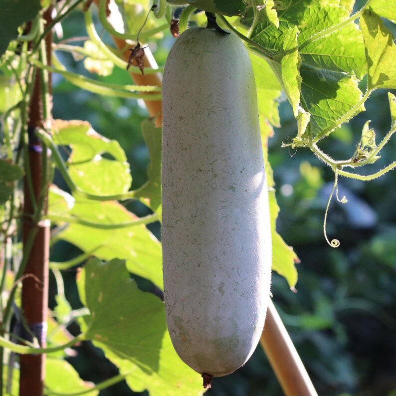 Ash Gourd Plant in 4 Inch Pot, Live Long Winter Melon Plants Potted ...