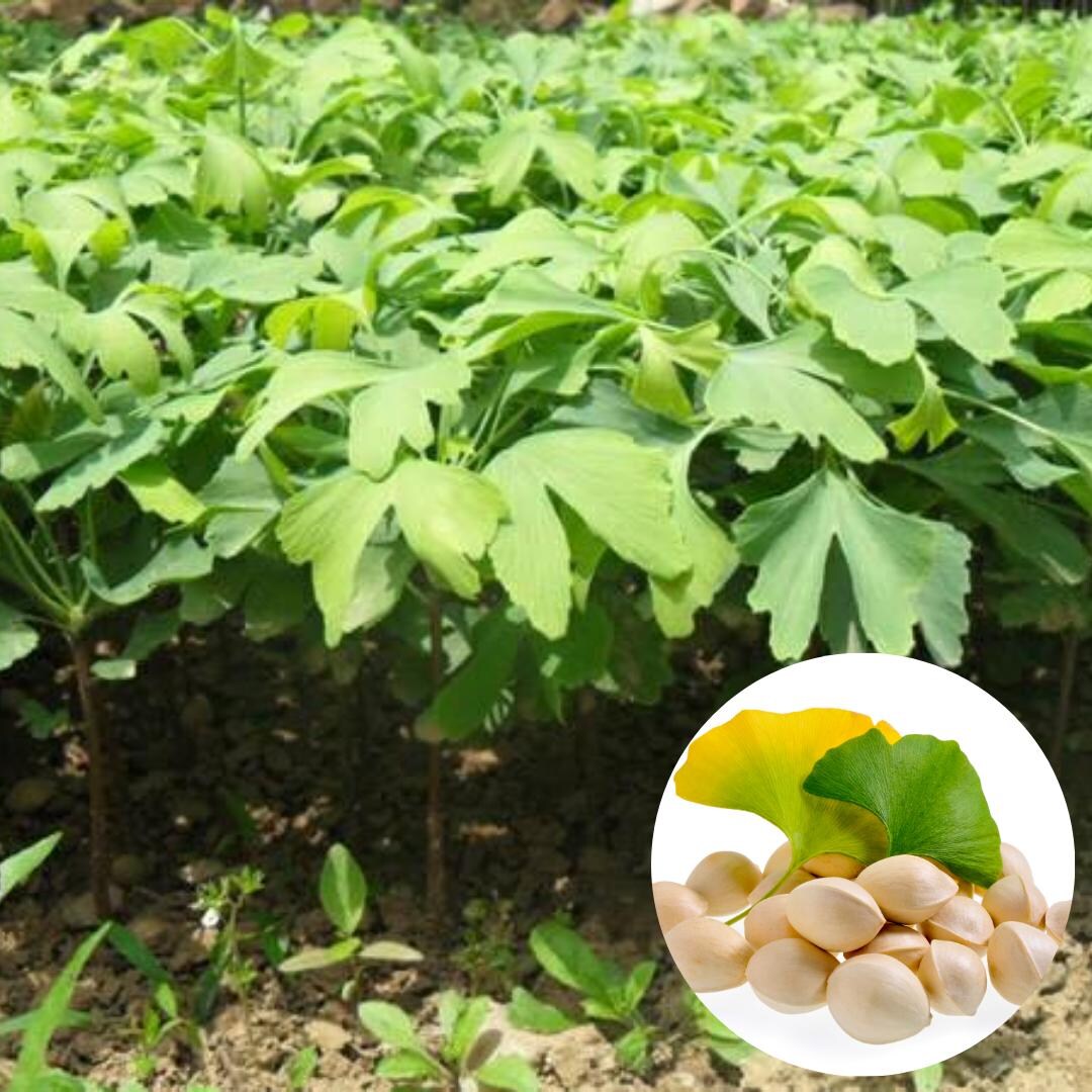 Ginkgo Biloba Tree Live Plant – 8 Inches Tall From Bottom of 4" Pot ...