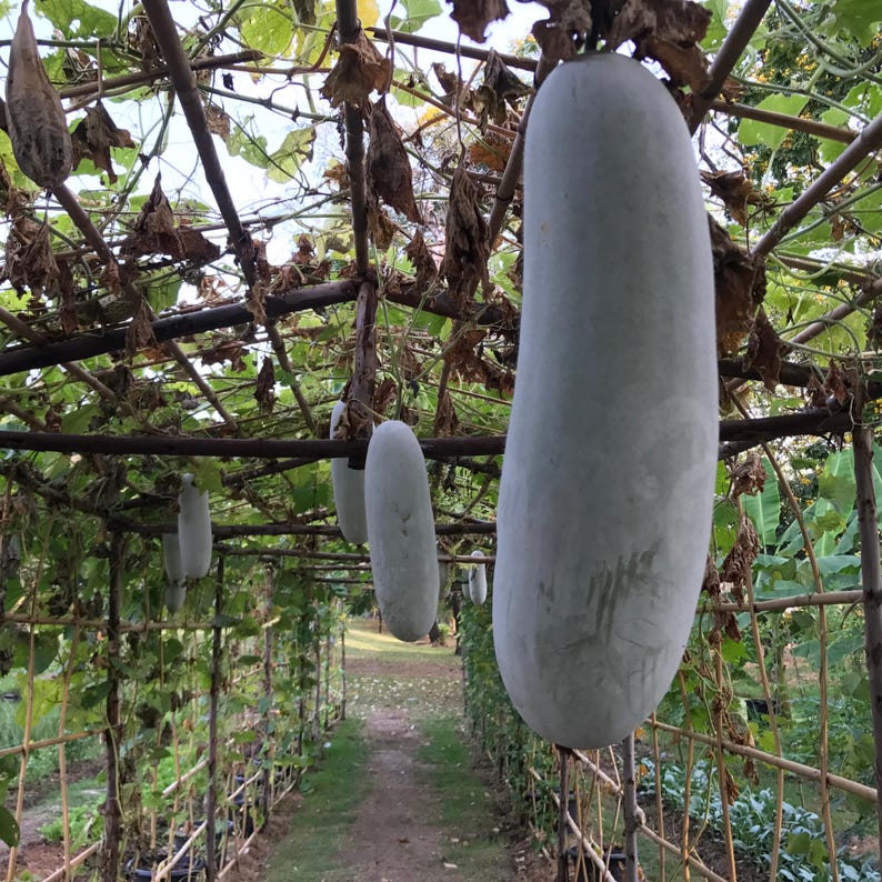 Ash Gourd Plant in 4 Inch Pot, Live Long Winter Melon Plants Potted ...