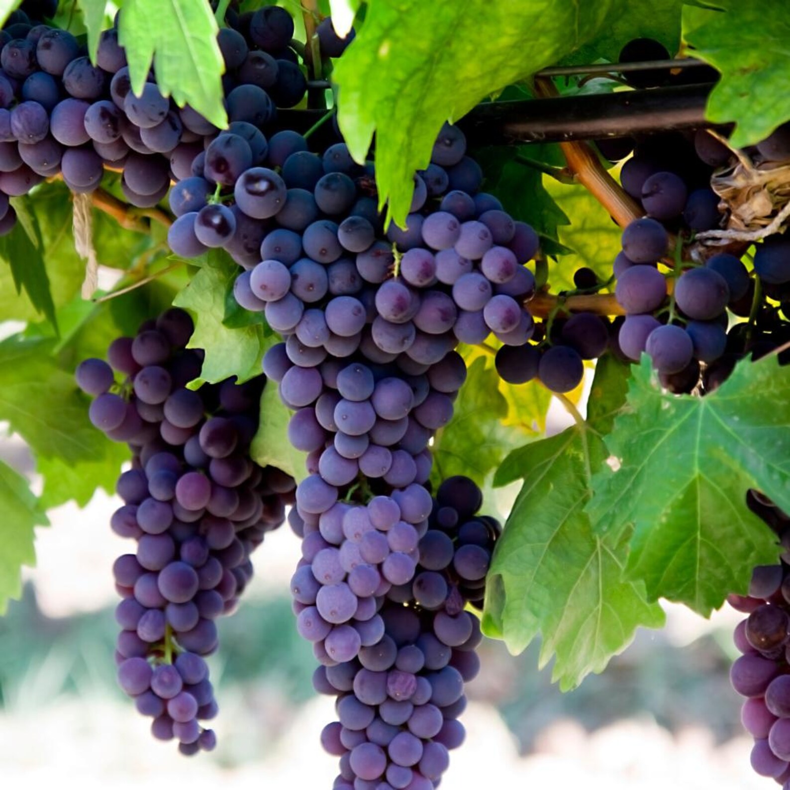 Purple Grape Vine Plant, Seedless Grape Fruit Tree Well Rooted 4 Inch ...