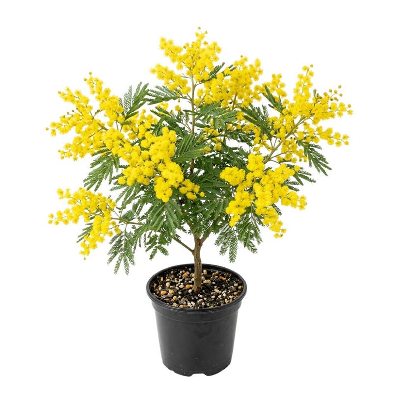 Fragrant Mimosa Tree - Etsy