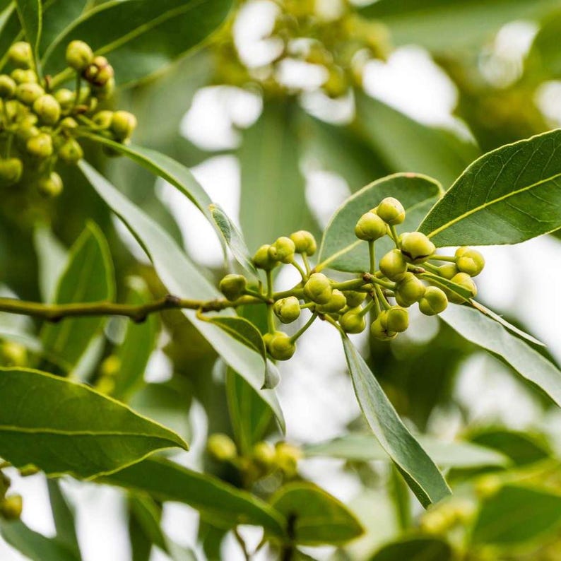 Bay Leaf Tree Live Plant, Sweet Bay Laurel Tree, Laurus Nobilis 10-12 ...