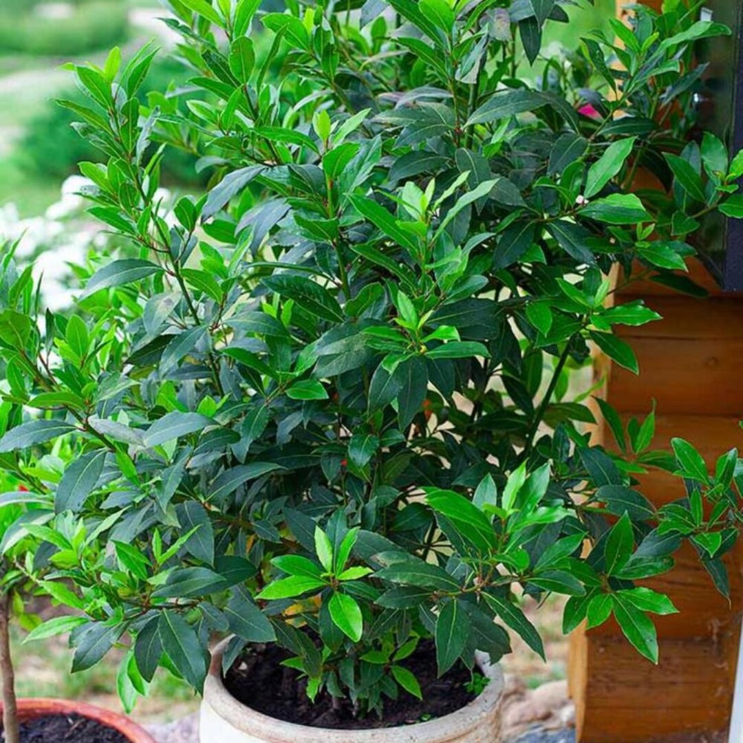 Bay Leaf Tree Live Plant, Sweet Bay Laurel Tree, Laurus Nobilis 10-12 ...
