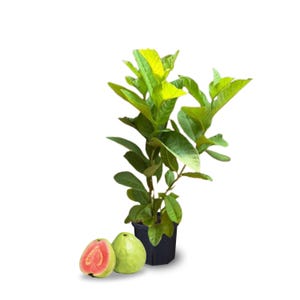 Pink Guava Tree Live Plant - 4" Pot, Sweet Guava Plant for Gardening, Fruit Tree Live - Etsy