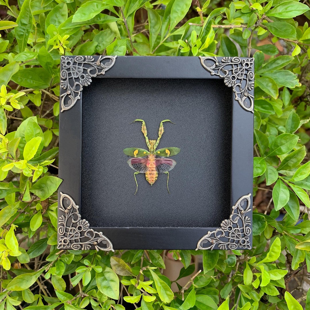 Taxidermy Praying Mantis Framed, Real Bug Insect Shadow Boxes Artwork ...